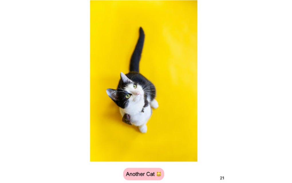 Random Cat for Google Chrome - Extension Download