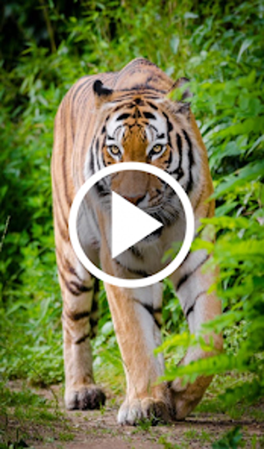 Animal Video Live Wallpaper for Android - Download