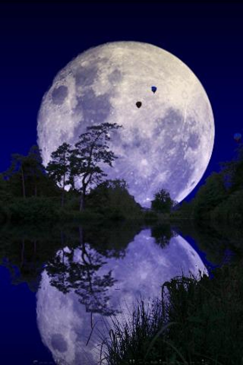 Forest Pond Free APK for Android - Download