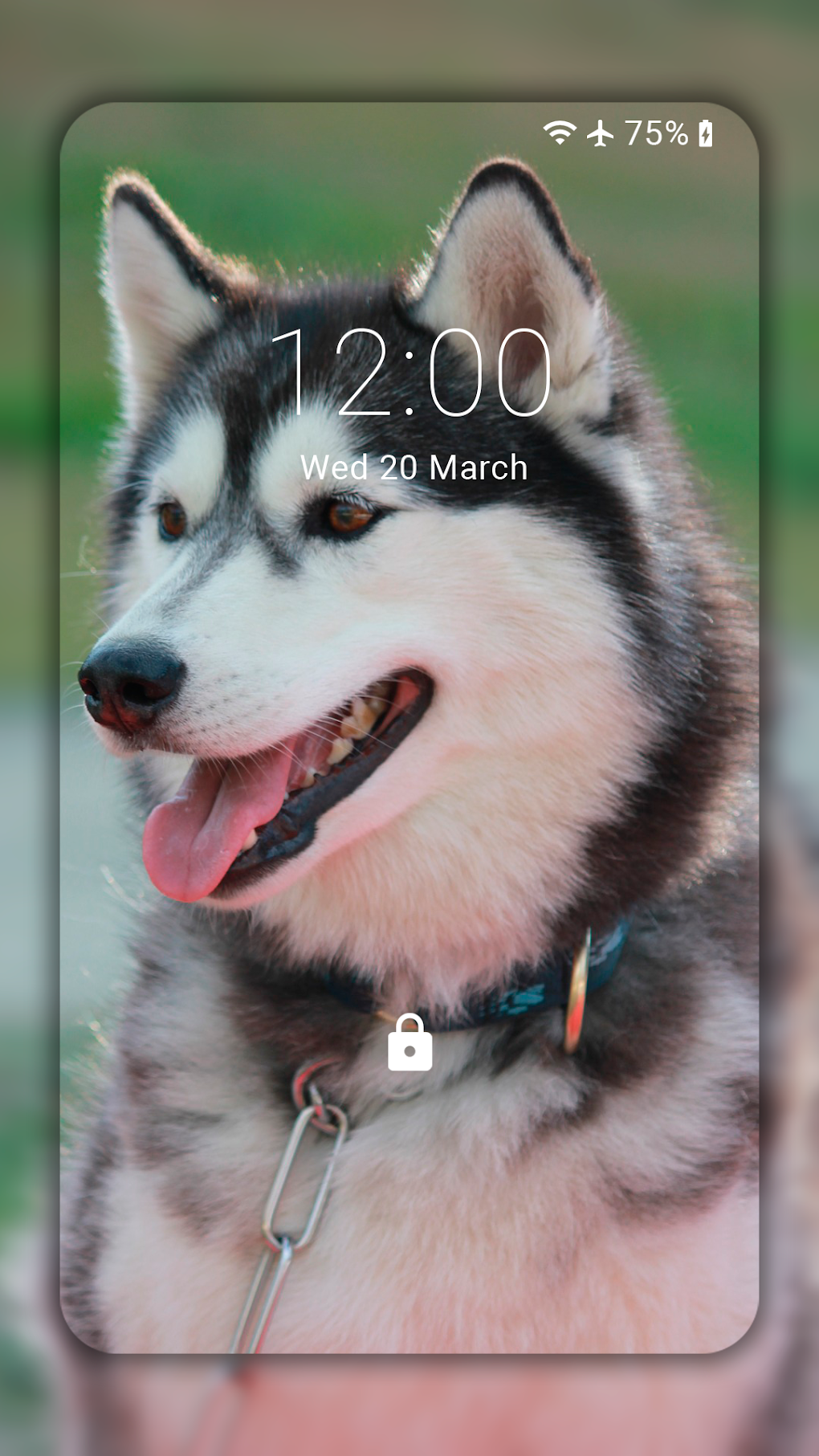 Husky dog Wallpaper HD : backgrounds themes for Android - Download