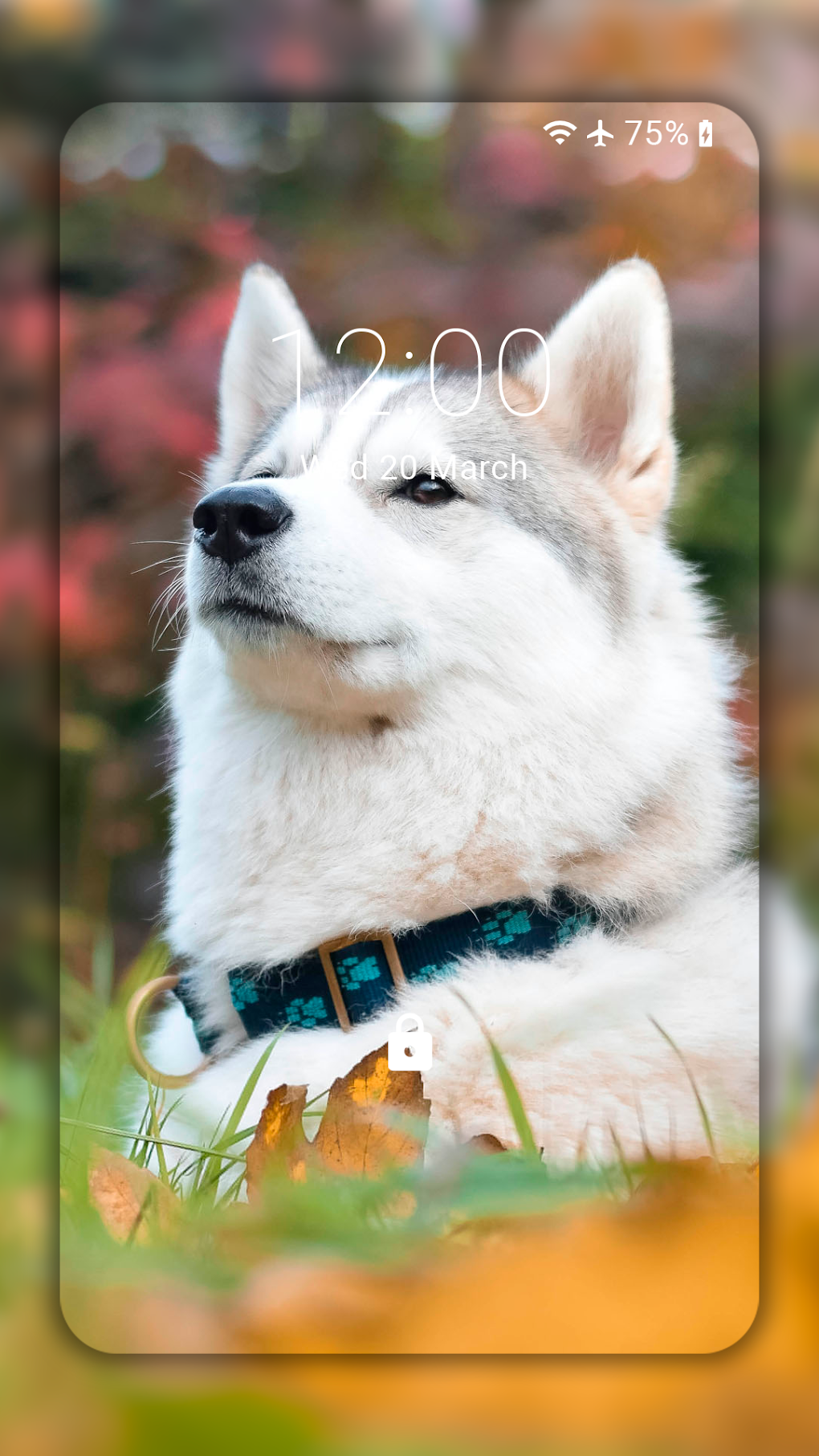 Husky dog Wallpaper HD : backgrounds themes for Android - Download