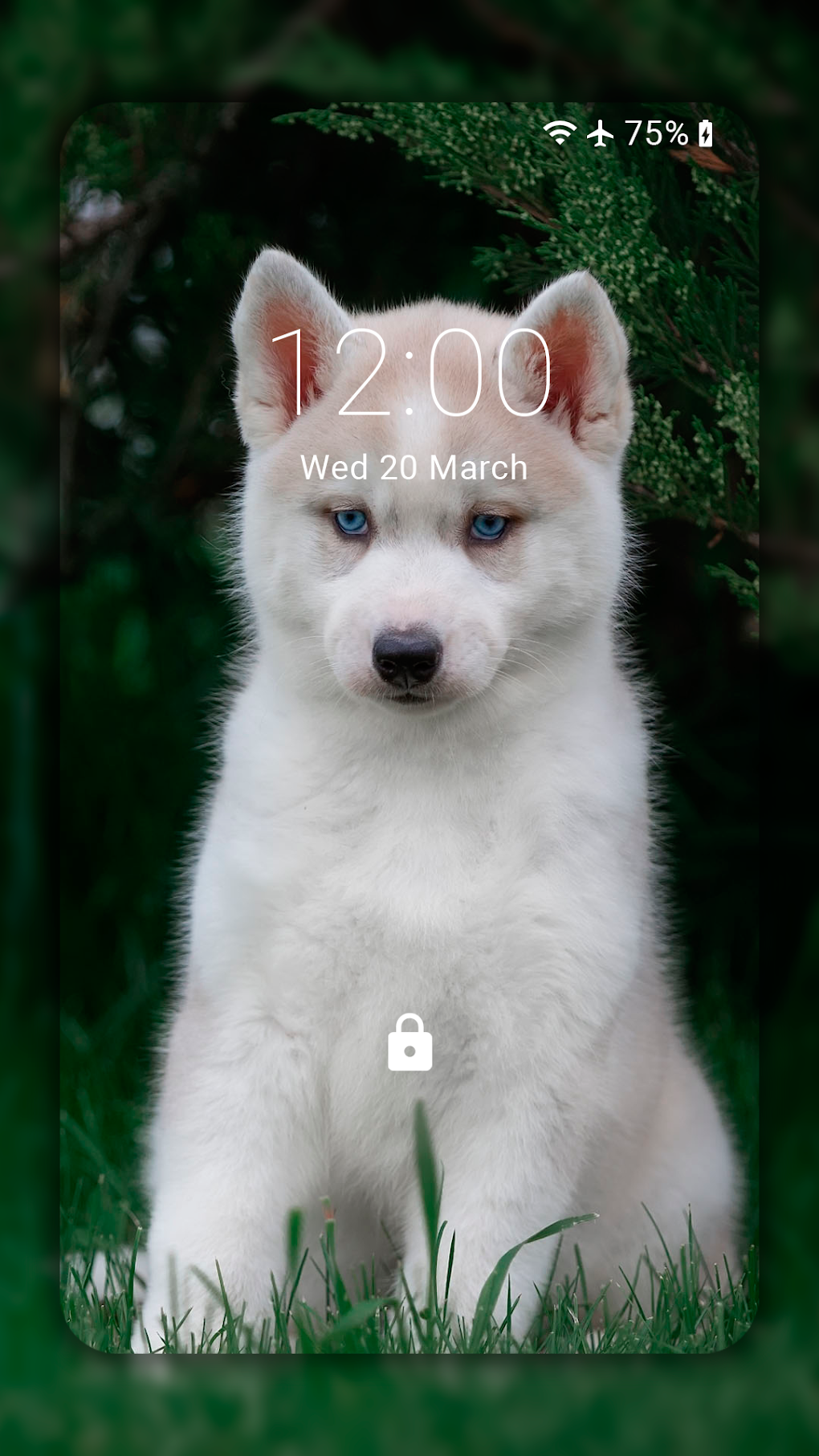 Husky dog Wallpaper HD : backgrounds themes for Android - Download