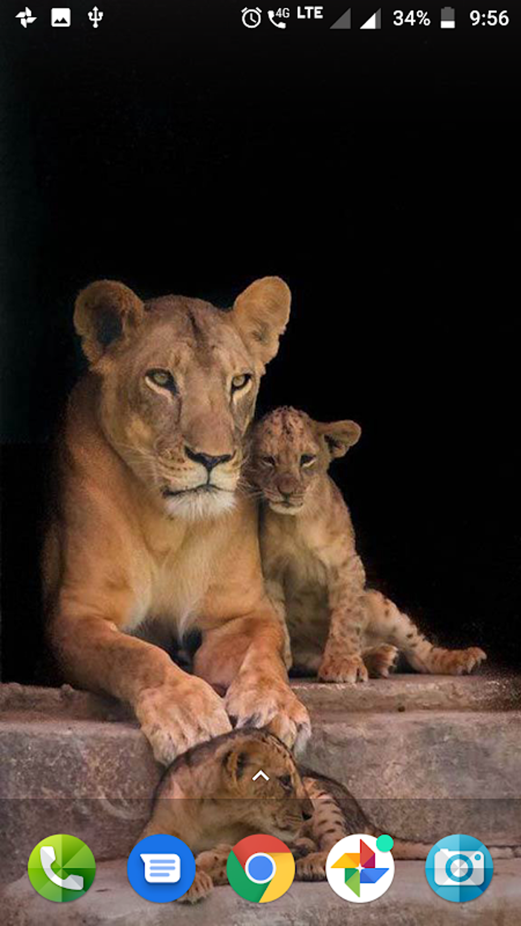 Lion Wallpapers HD APK for Android - Download