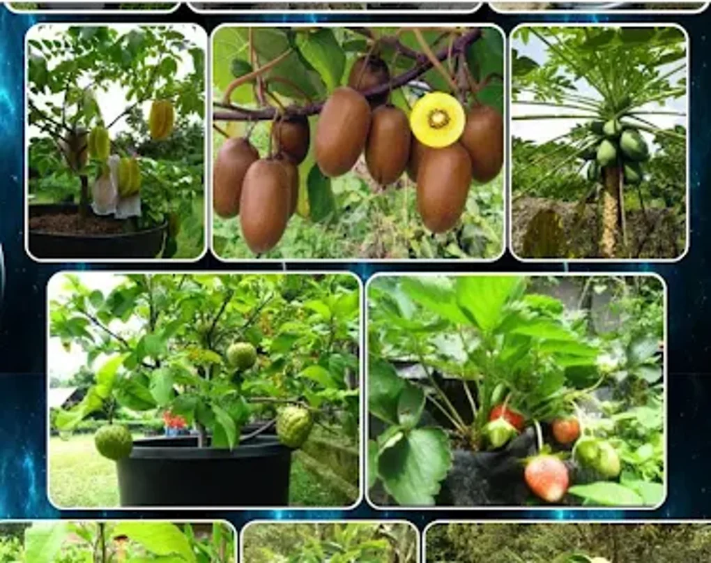 various fruit plants for Android - Download