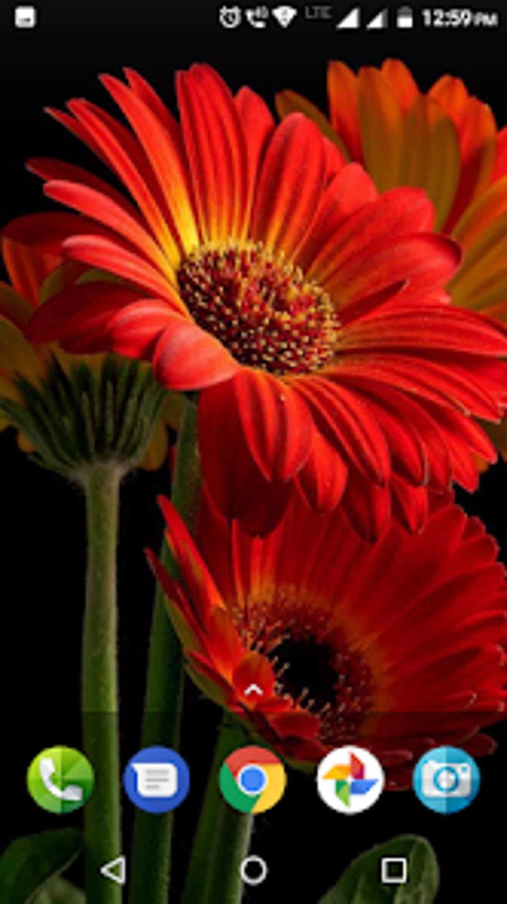 Daisy Wallpapers para Android - Descargar