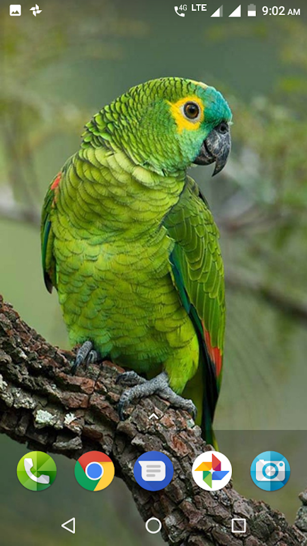 Parrot Wallpaper Hd APK for Android - Download