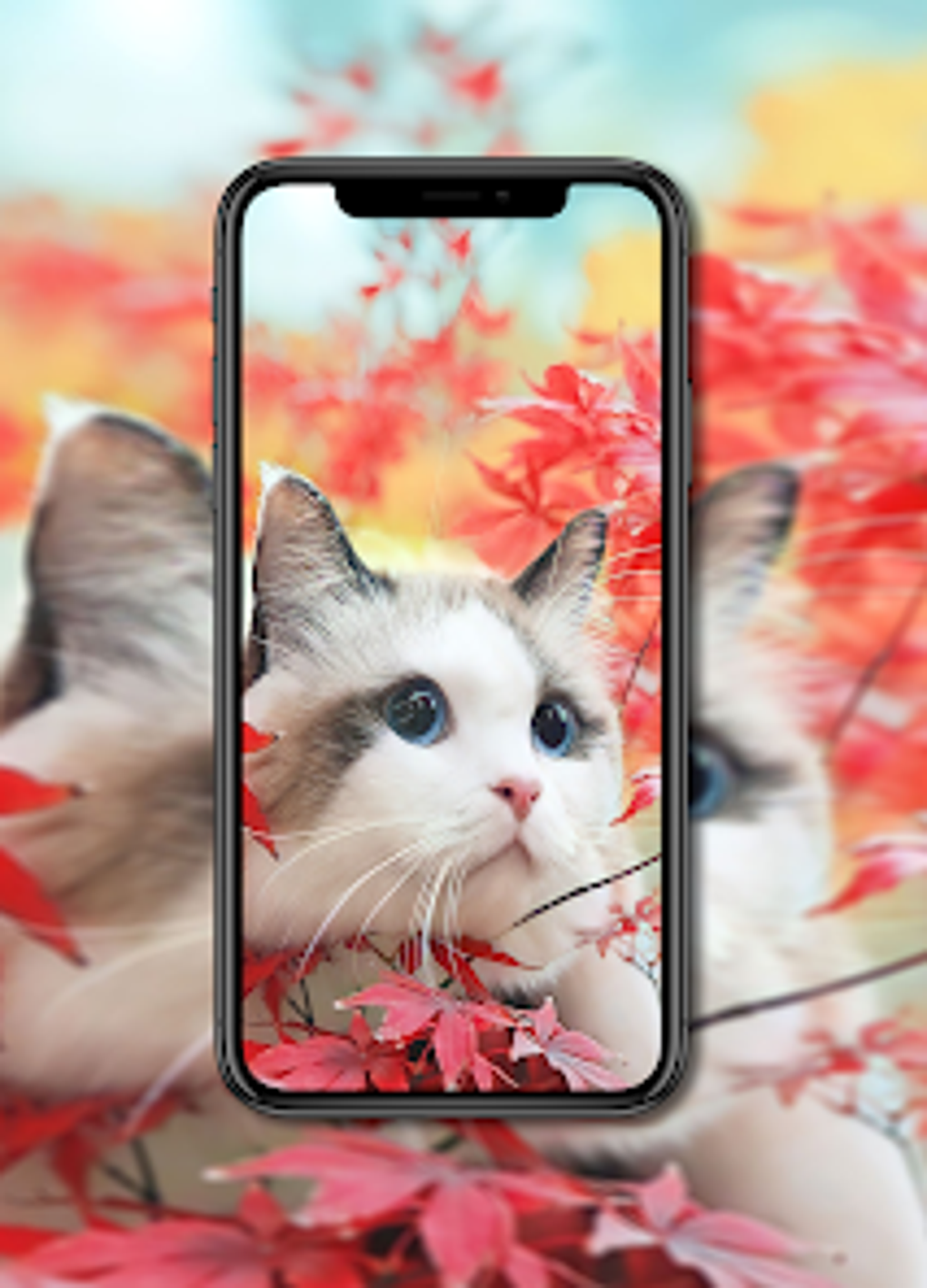Cat Wallpapers for Android - Download