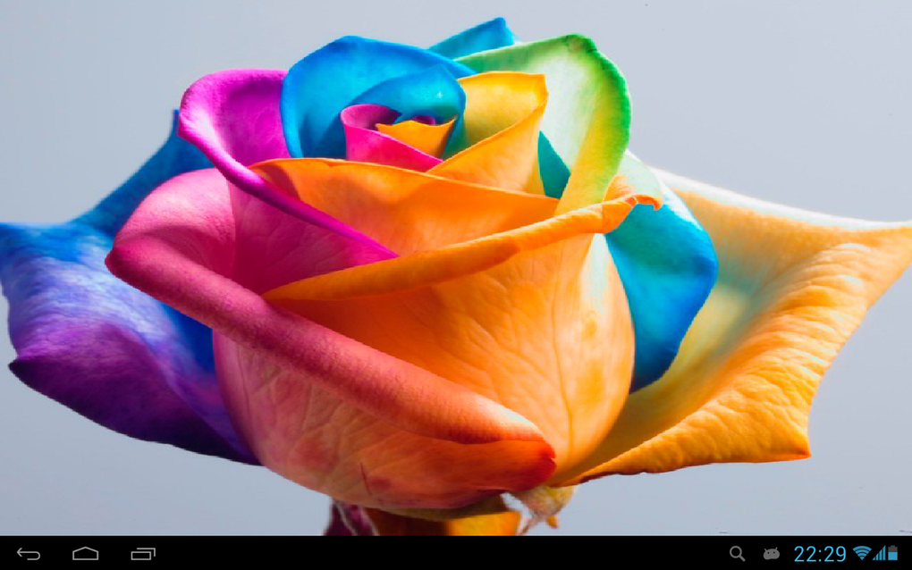 Happy Roses Live Wallpaper APK for Android - Download