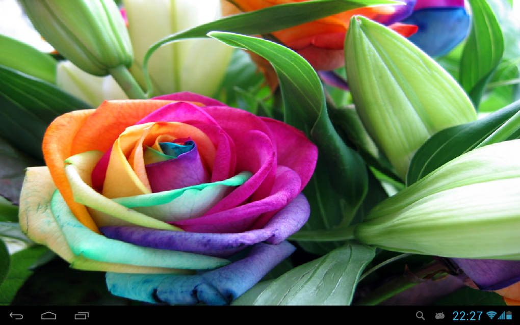 Happy Roses Live Wallpaper APK for Android - Download