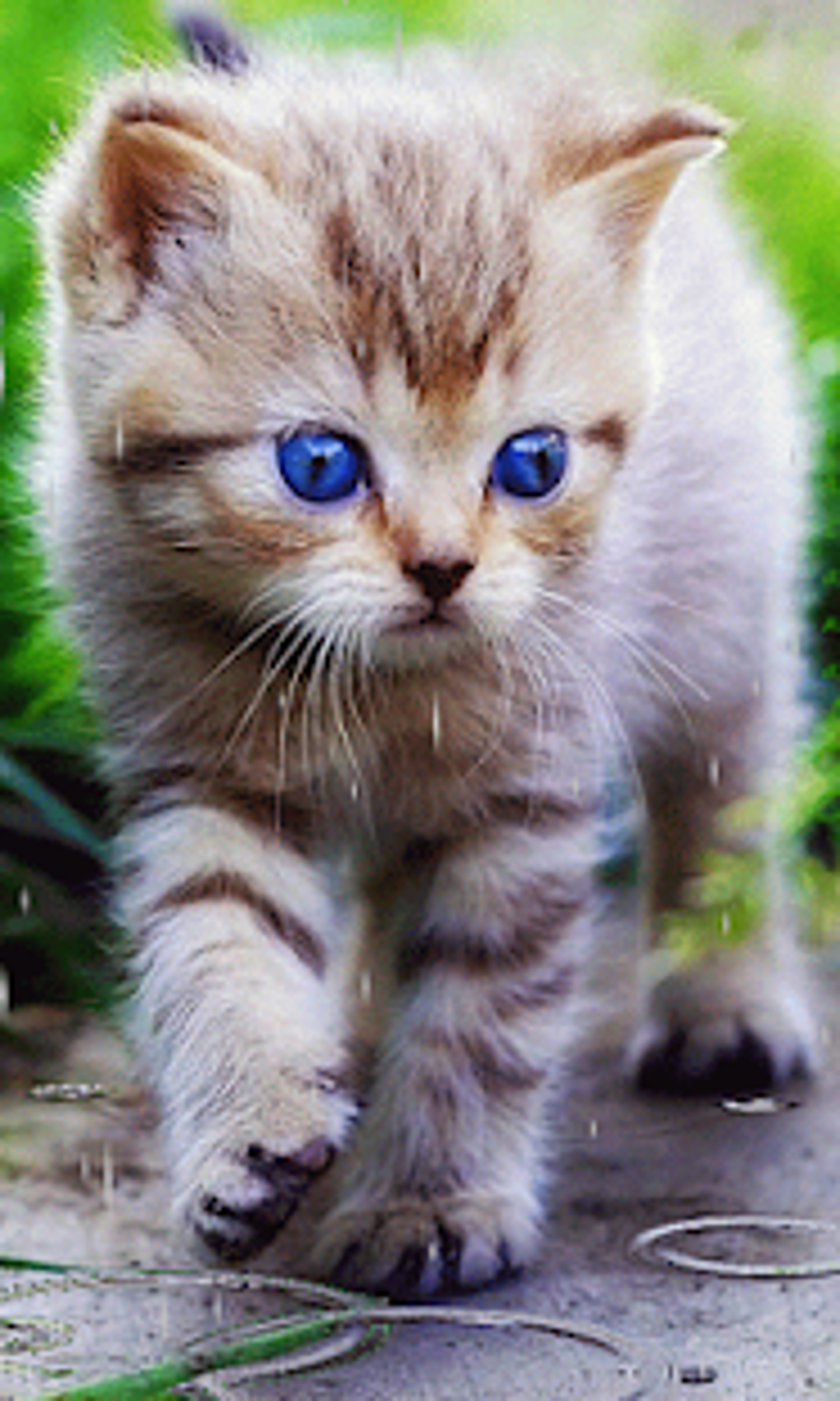 Android I in Animated Cat GIF APK ndir