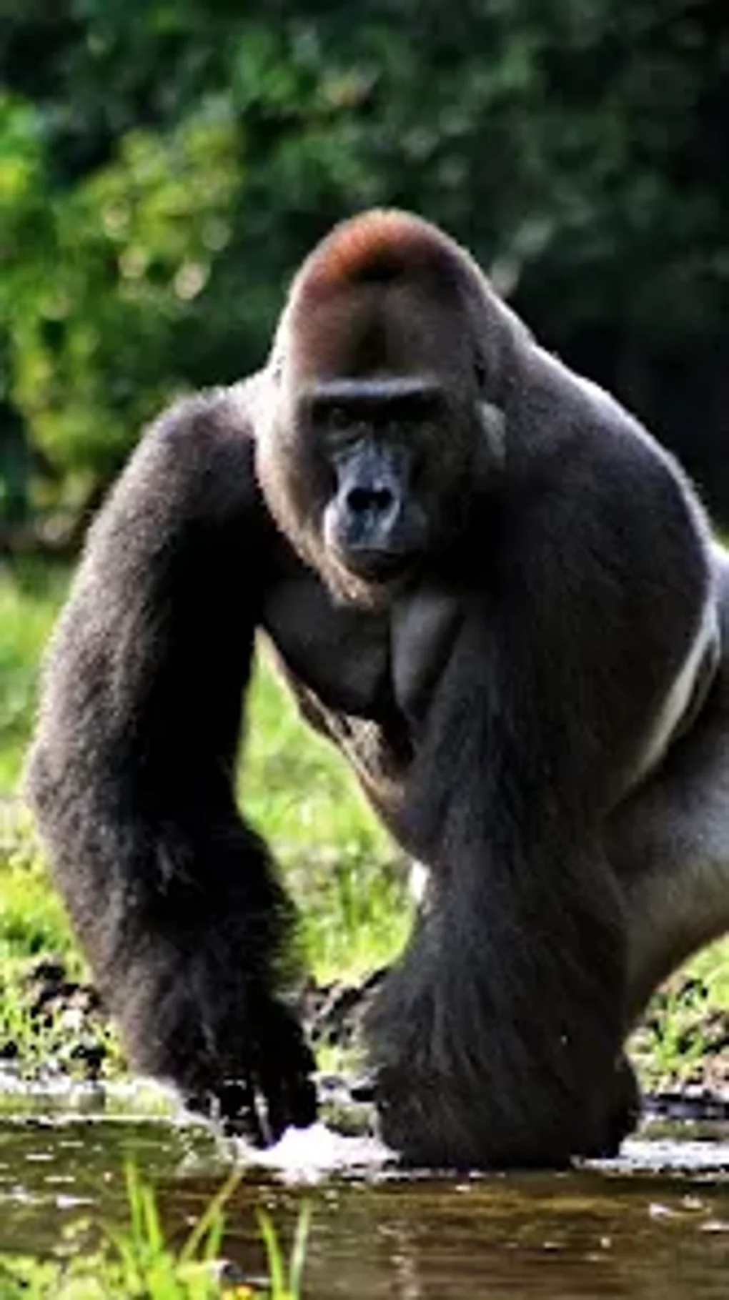 Gorilla Wallpapers สำหรับ Android - ดาวน์โหลด