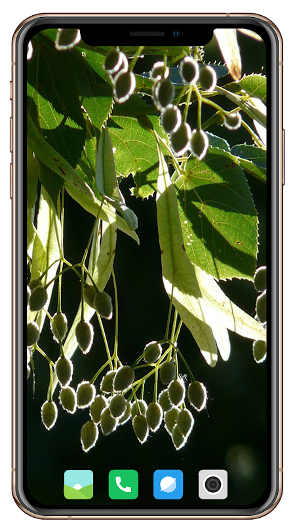 Fruit Trees Wallpaper HD APK cho Android - Tải về