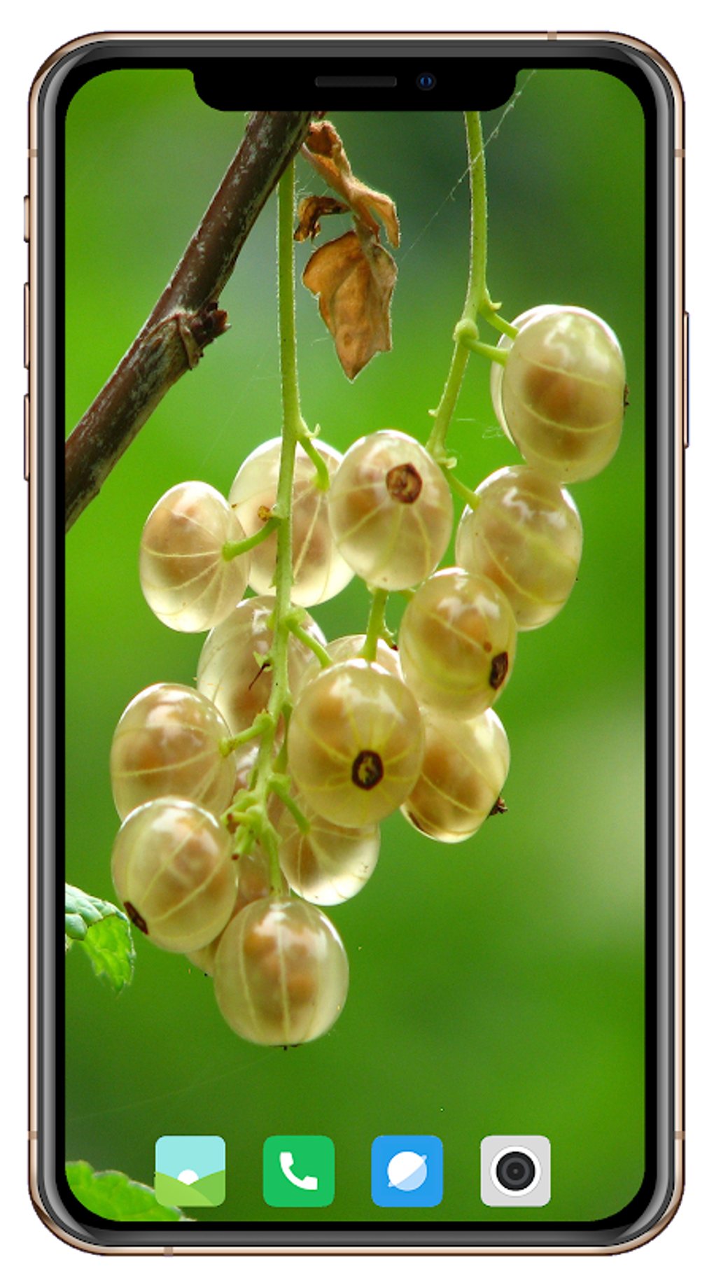 Fruit Trees Wallpaper HD APK para Android - Descargar