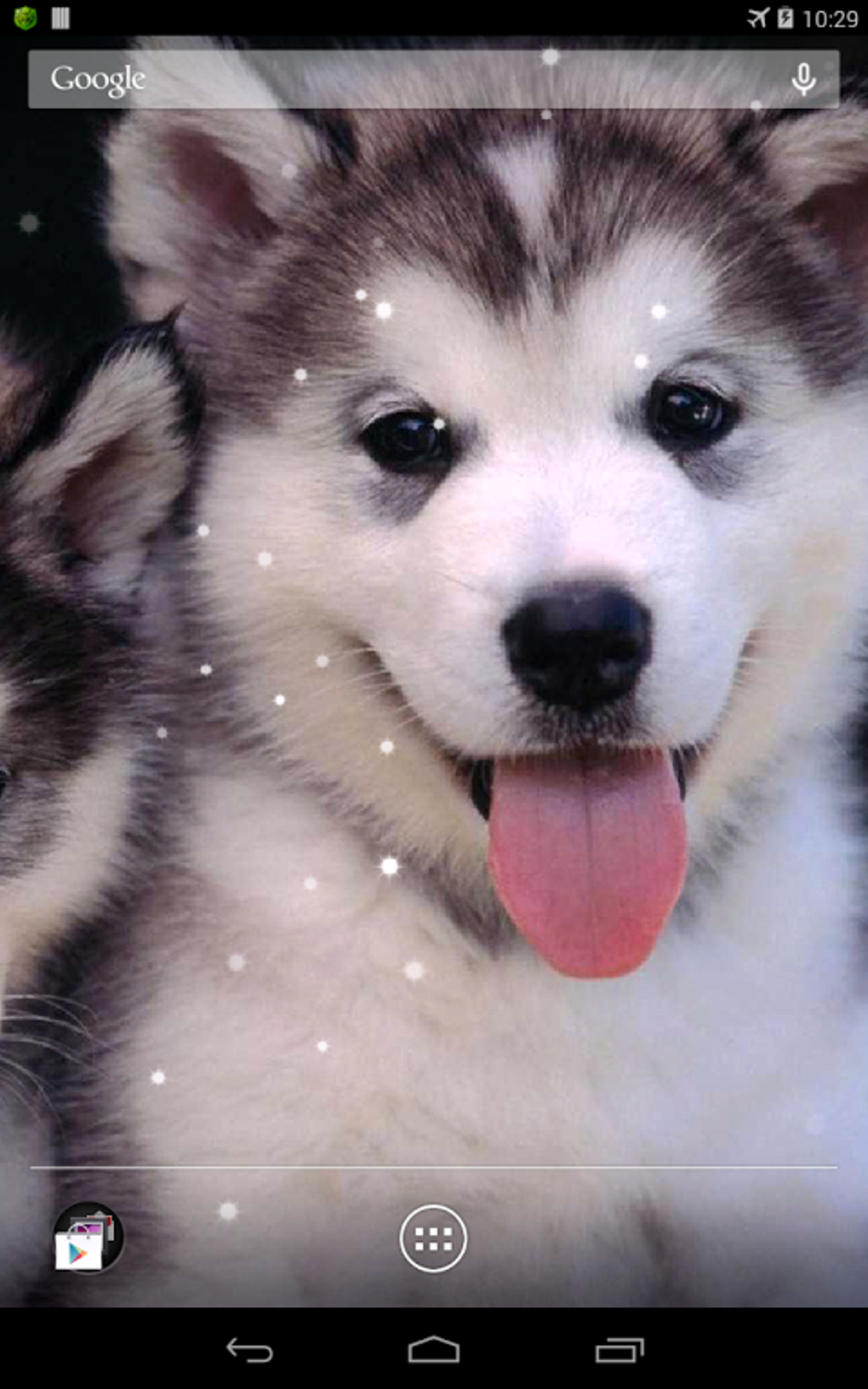 Husky Live Wallpaper APK para Android - Descargar