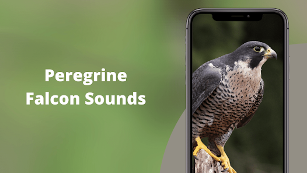 Peregrine Falcon Sounds per Android - Download