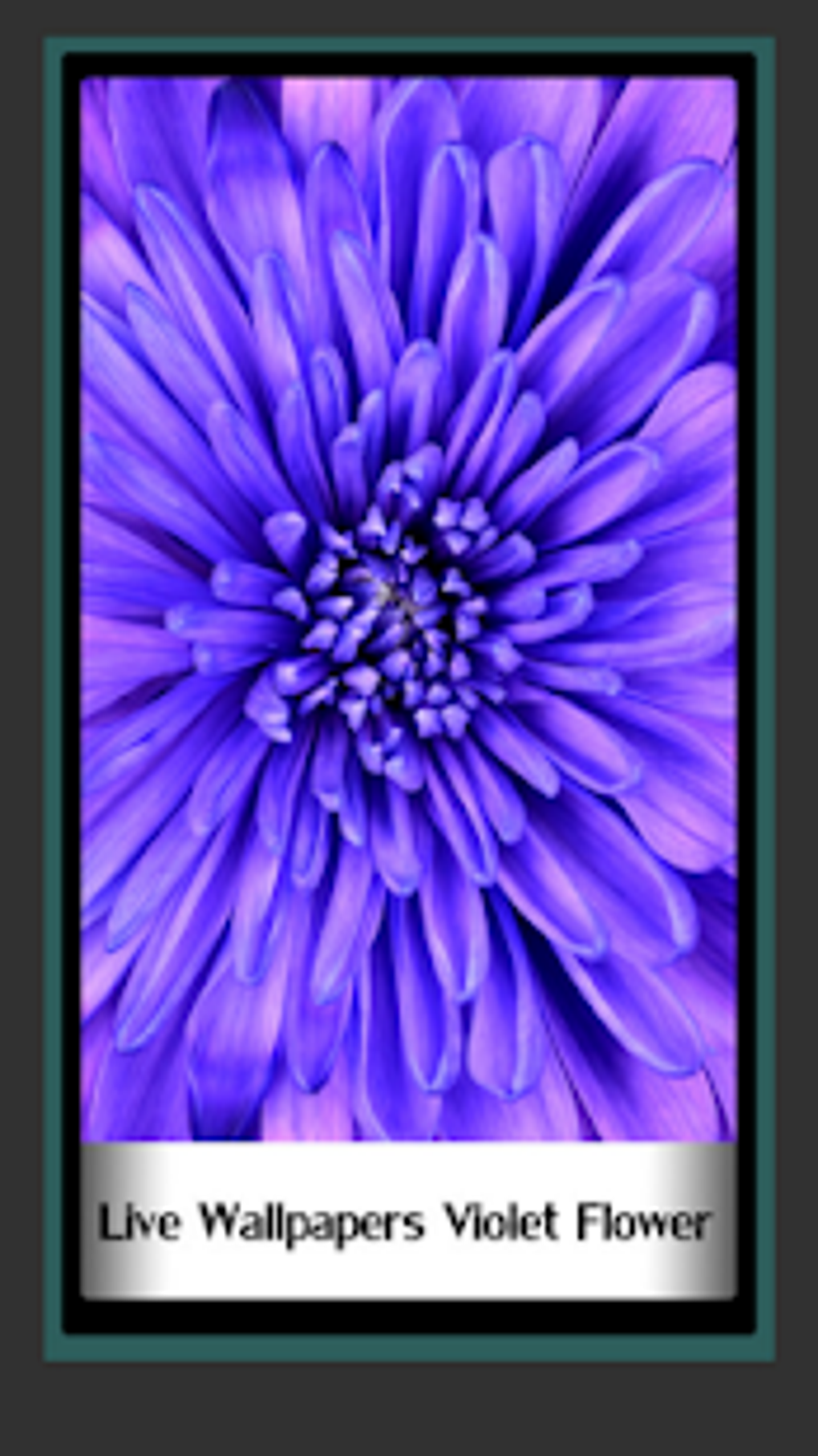 Live Wallpapers Violet Flower APK pour Android - Télécharger