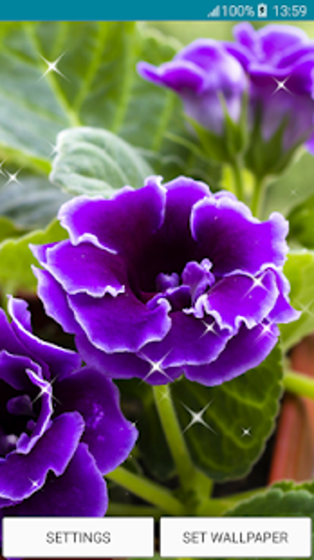 Android için Live Wallpapers Violet Flower APK - İndir