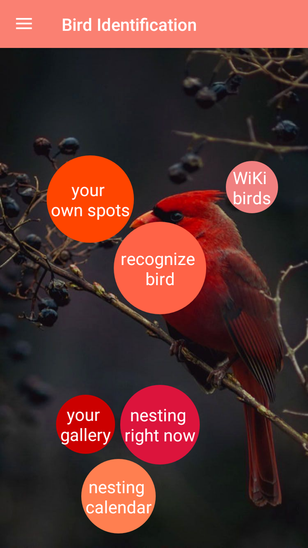 Bird Identification para Android - Descargar Bird Identification para Android - Descargar