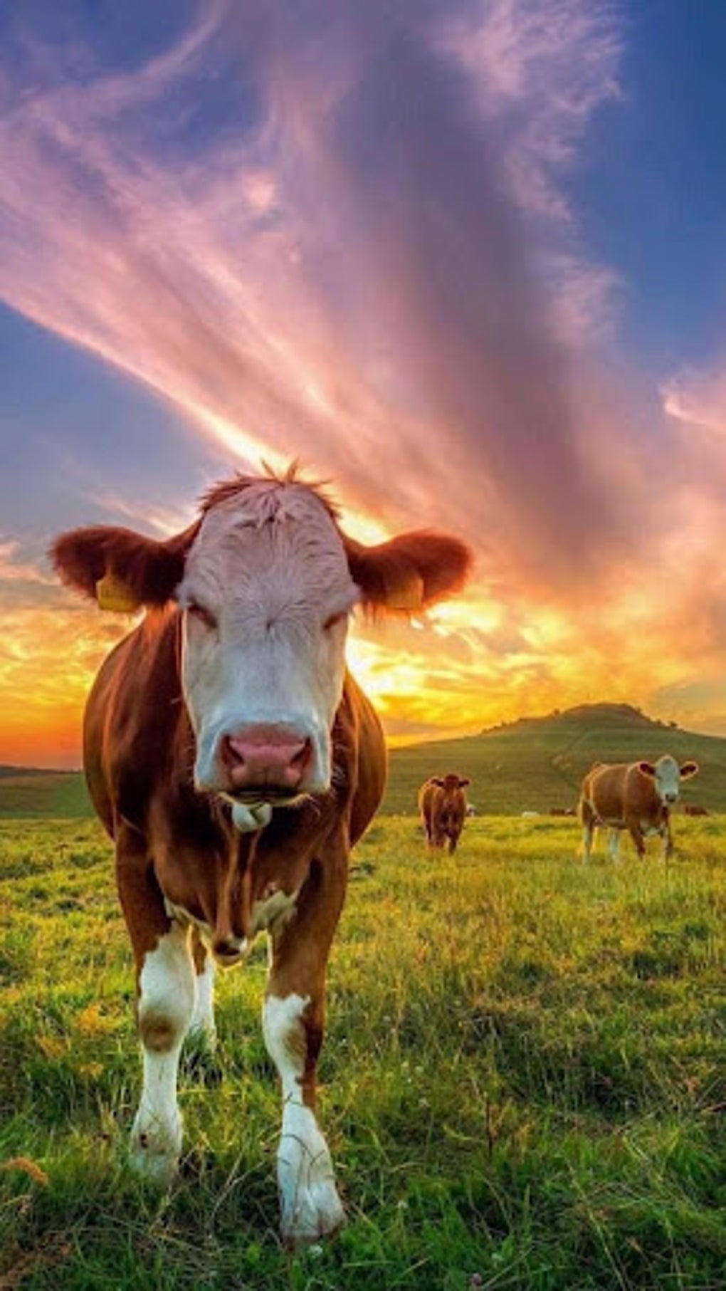 Cow Wallpapers for Android - Download