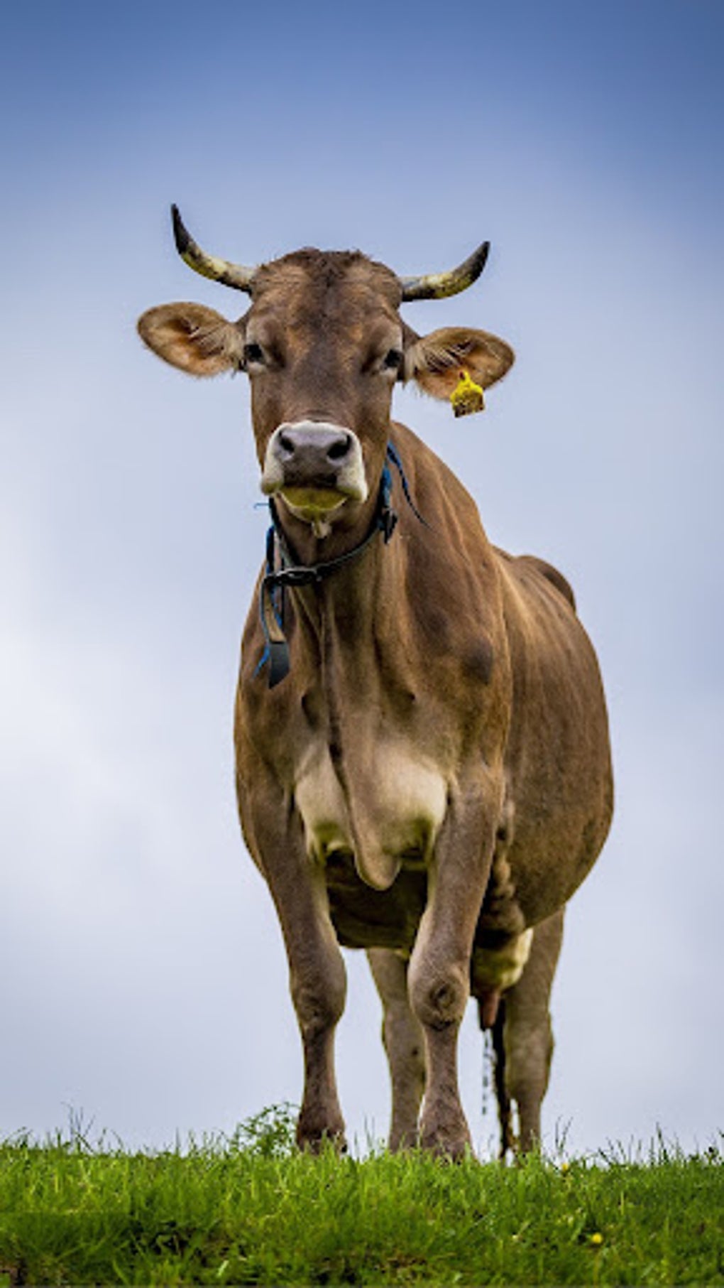 Cow Wallpapers for Android - Download
