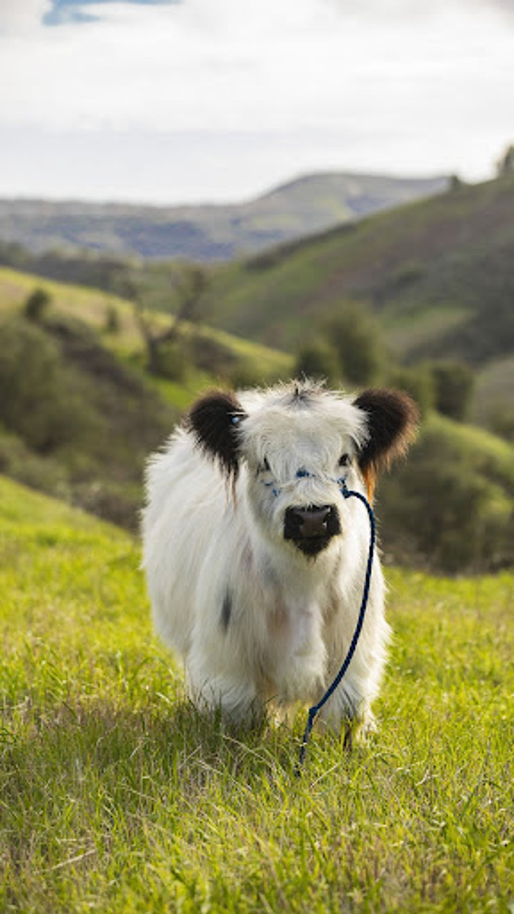 Cow Wallpapers for Android - Download