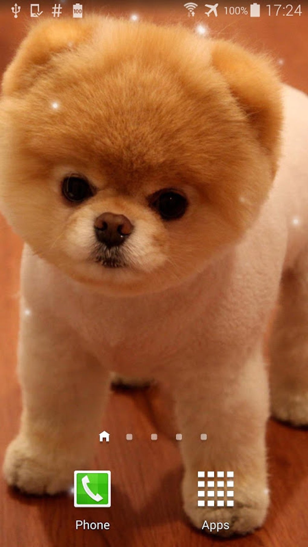 Pom Dog Live Wallpaper APK for Android - Download