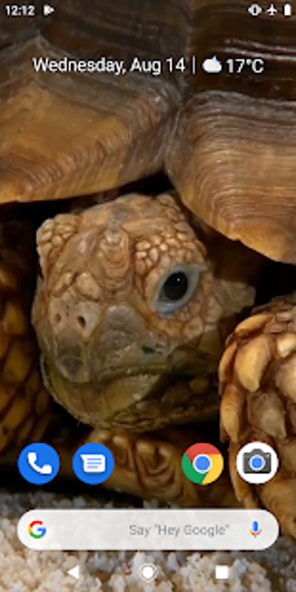 Sea Turtle 3D Video Live Wallpaper APK for Android - Download