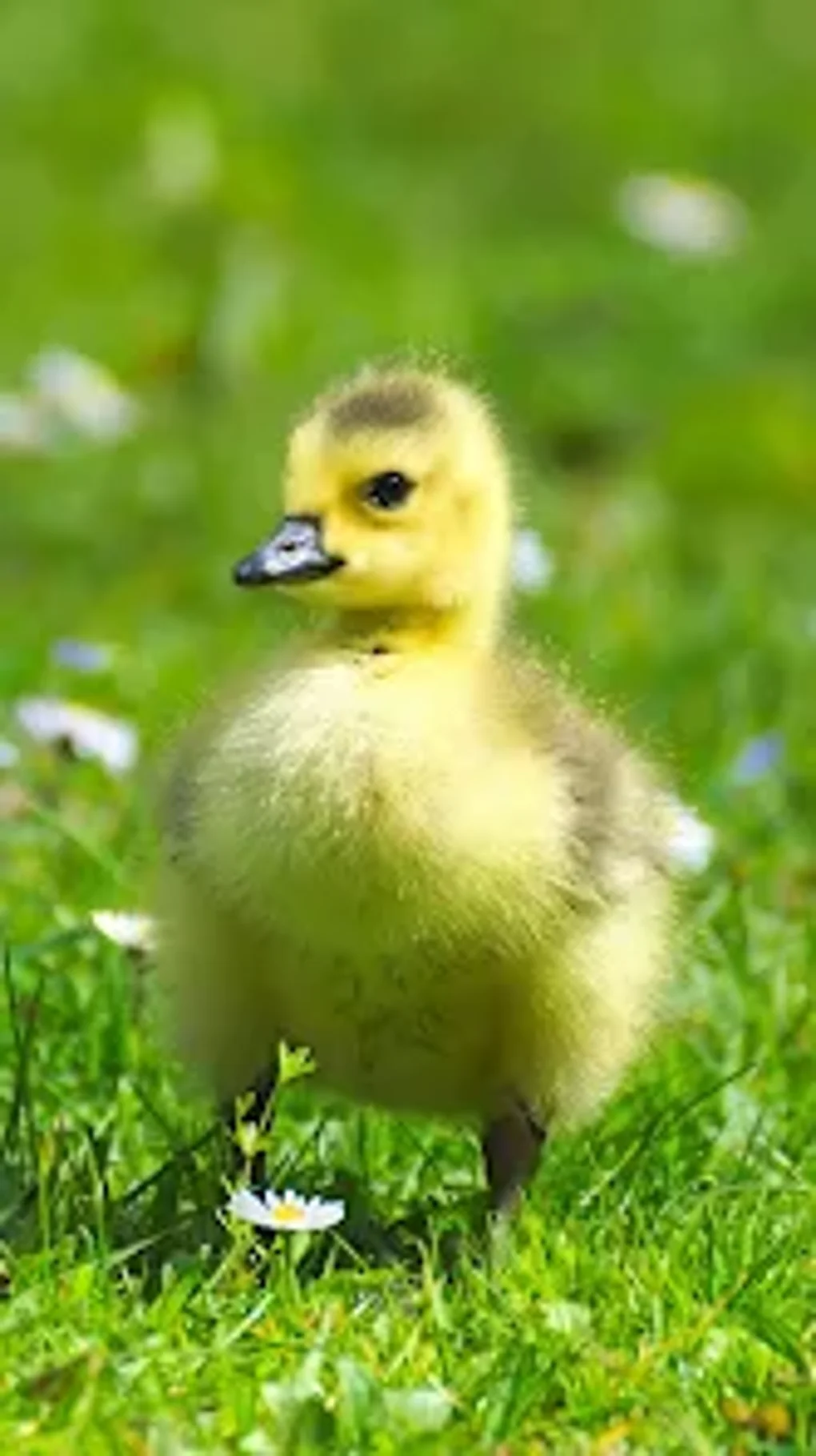 Duck Wallpapers per Android - Download