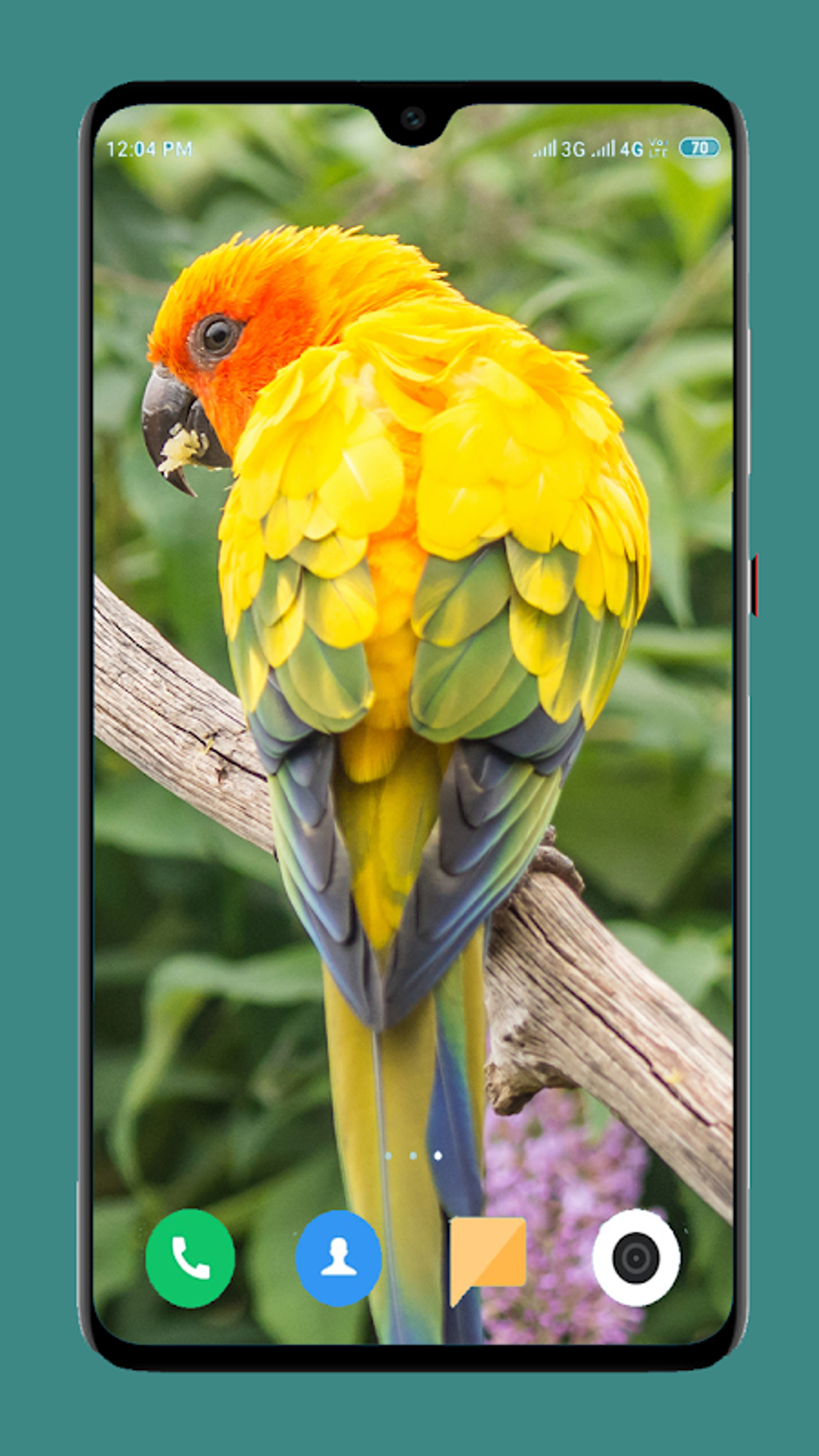Parrot Wallpapers 4K APK para Android - Descargar