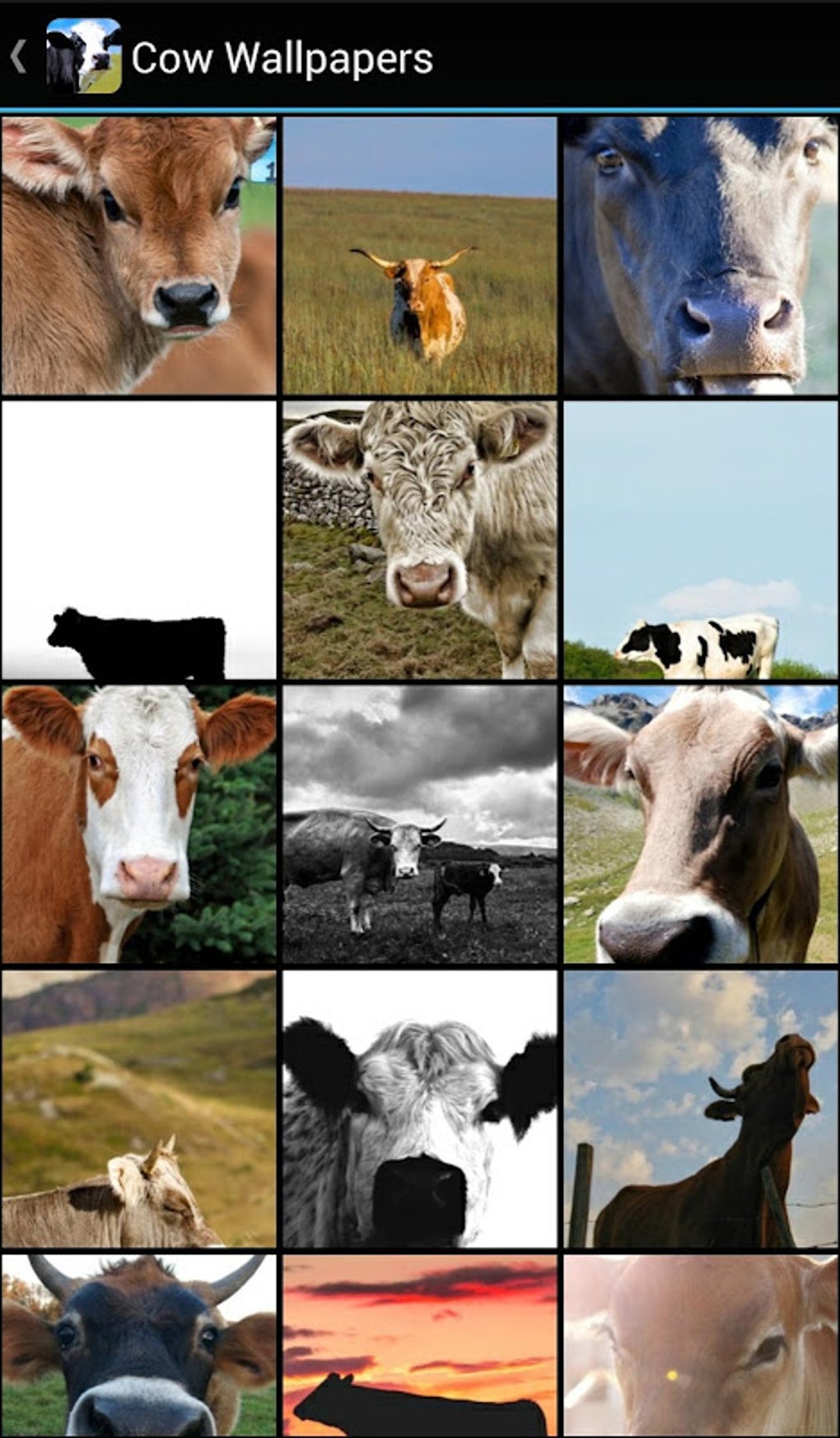 Android için Cow Wallpapers APK - İndir