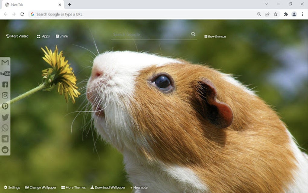 Guinea Pig Wallpaper HD New Tab for Google Chrome - Extension Download