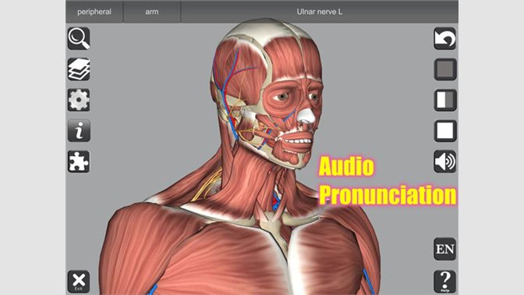 3D Human Anatomy 3D Human Anatomy