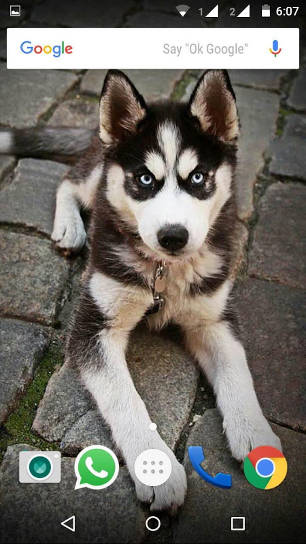 Siberian Husky Dog Wallpapers APK for Android - Download