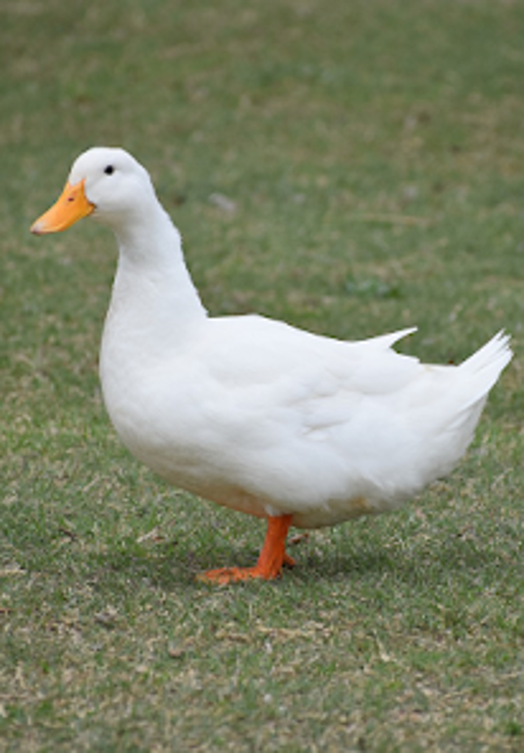 Appp.io - Duck Sounds para Android - Download