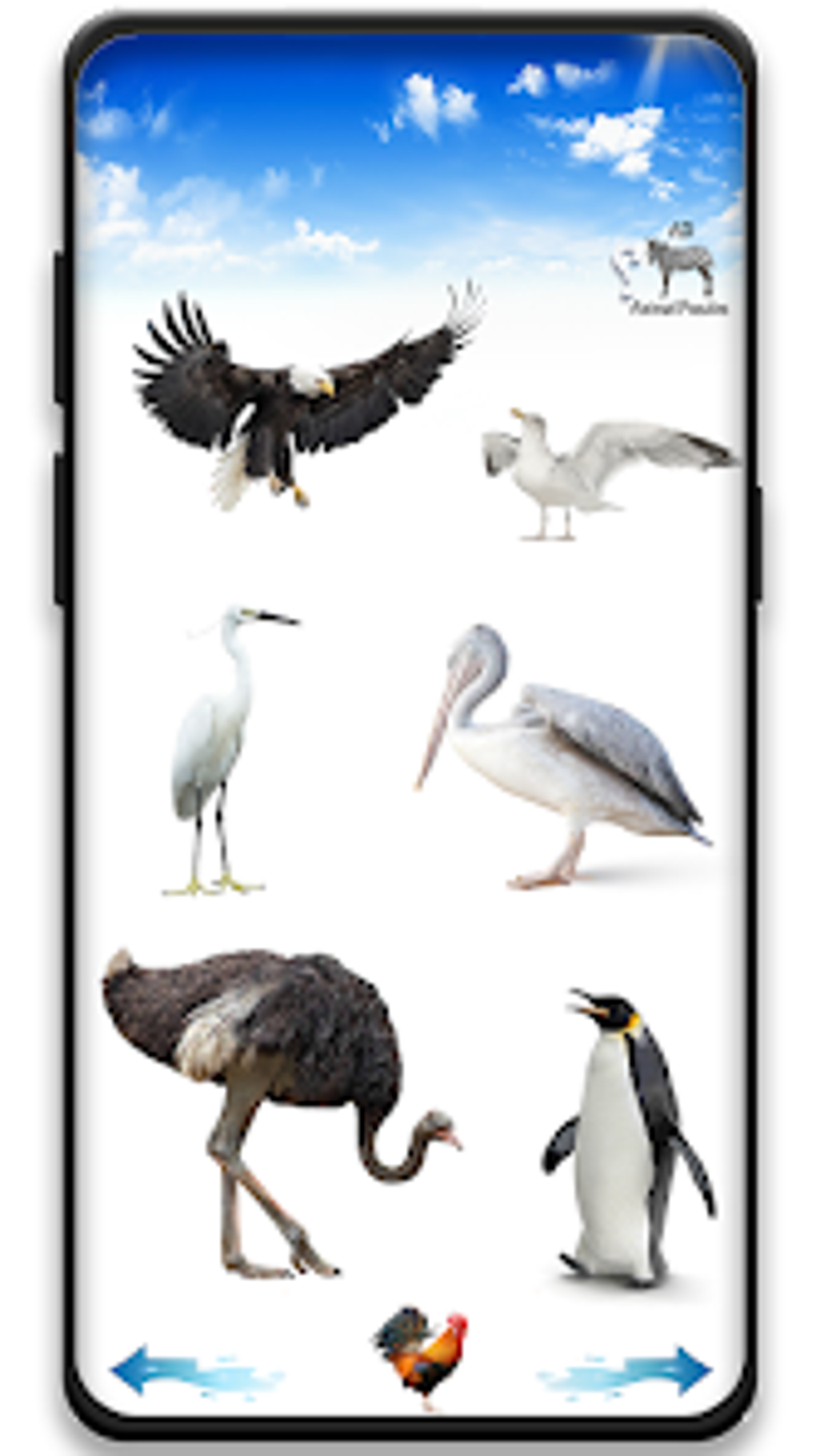 Bird sounds for Android - Download