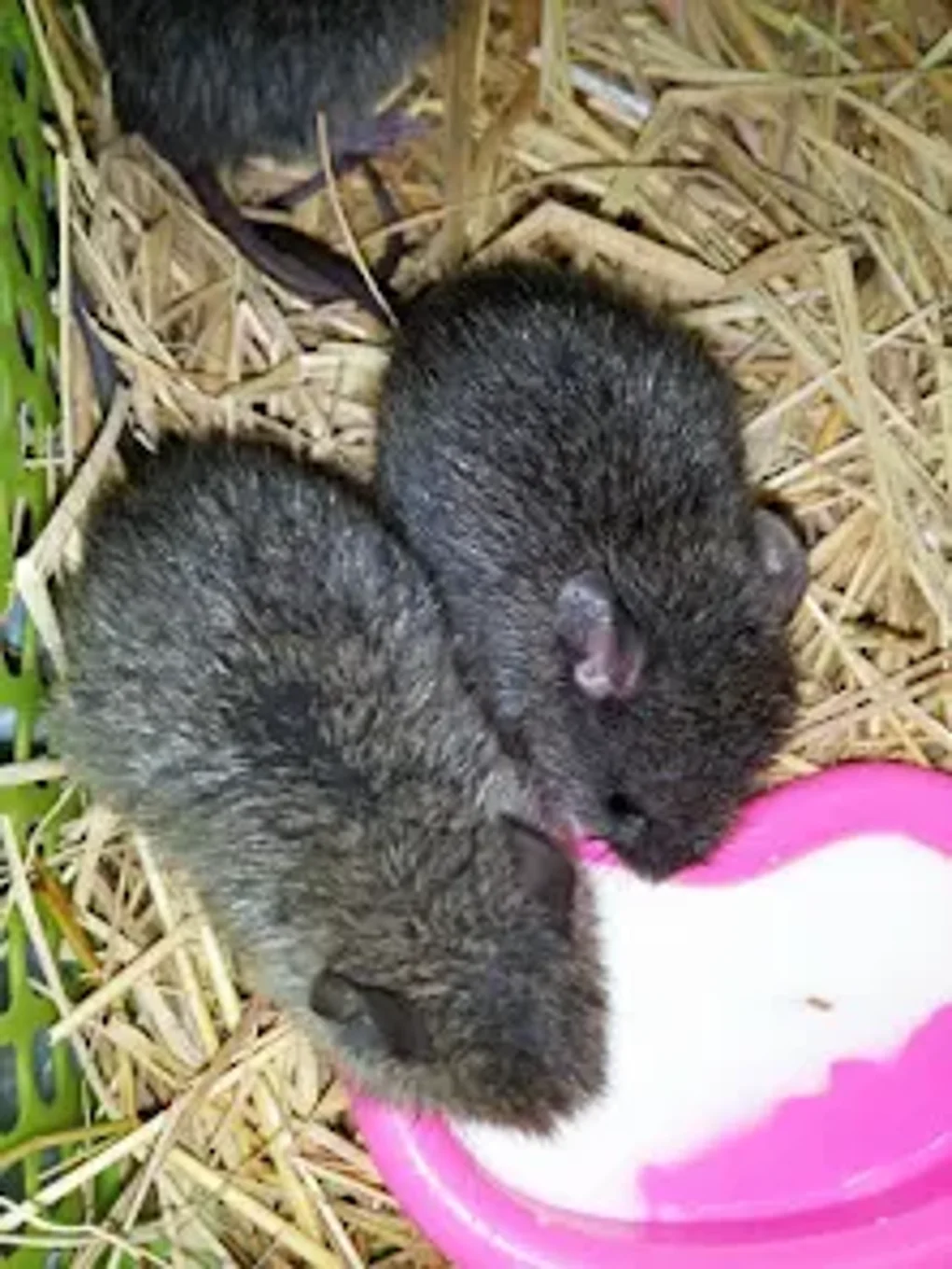 Bandicoot rats calls for Android - Download