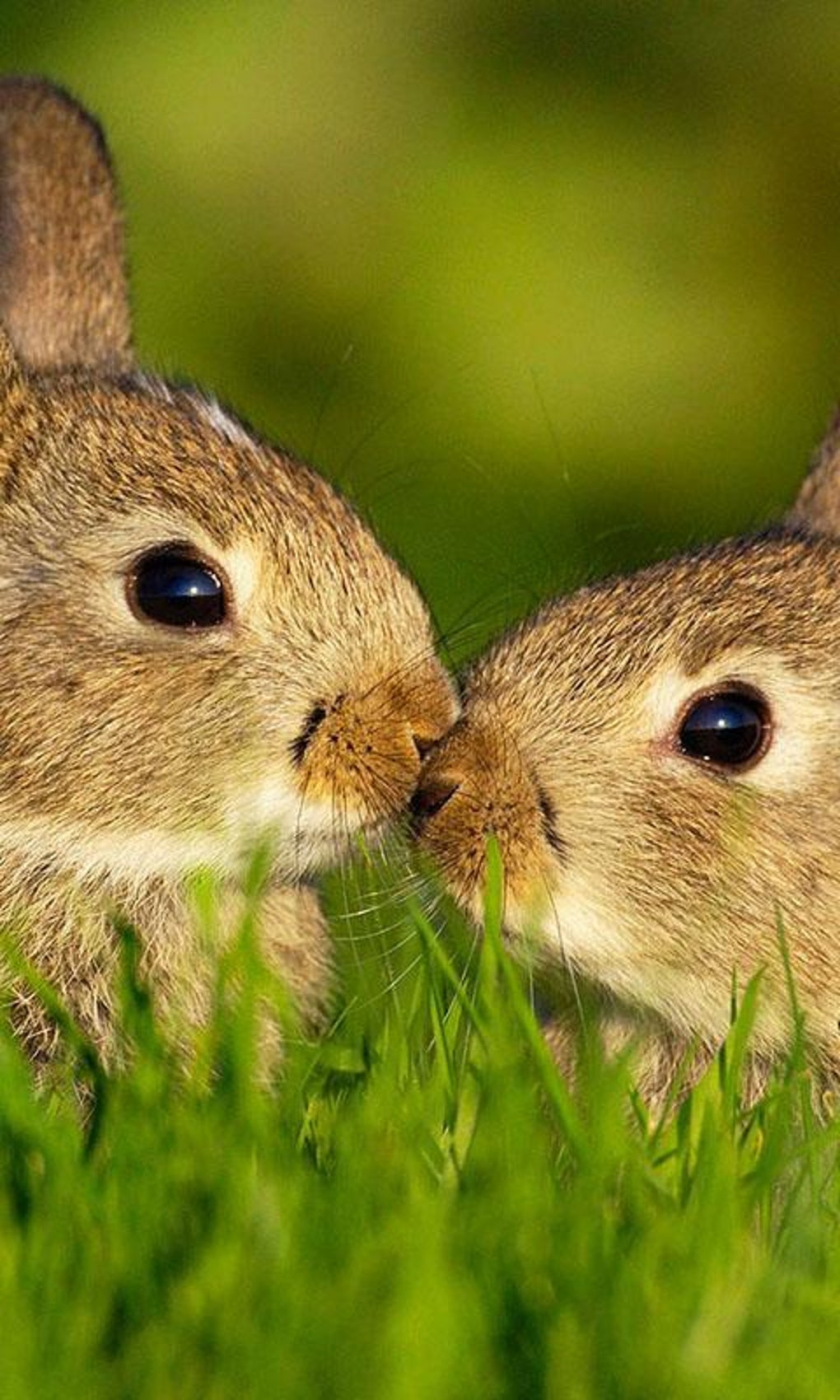 Bunnies live wallpaper для Android — Скачать