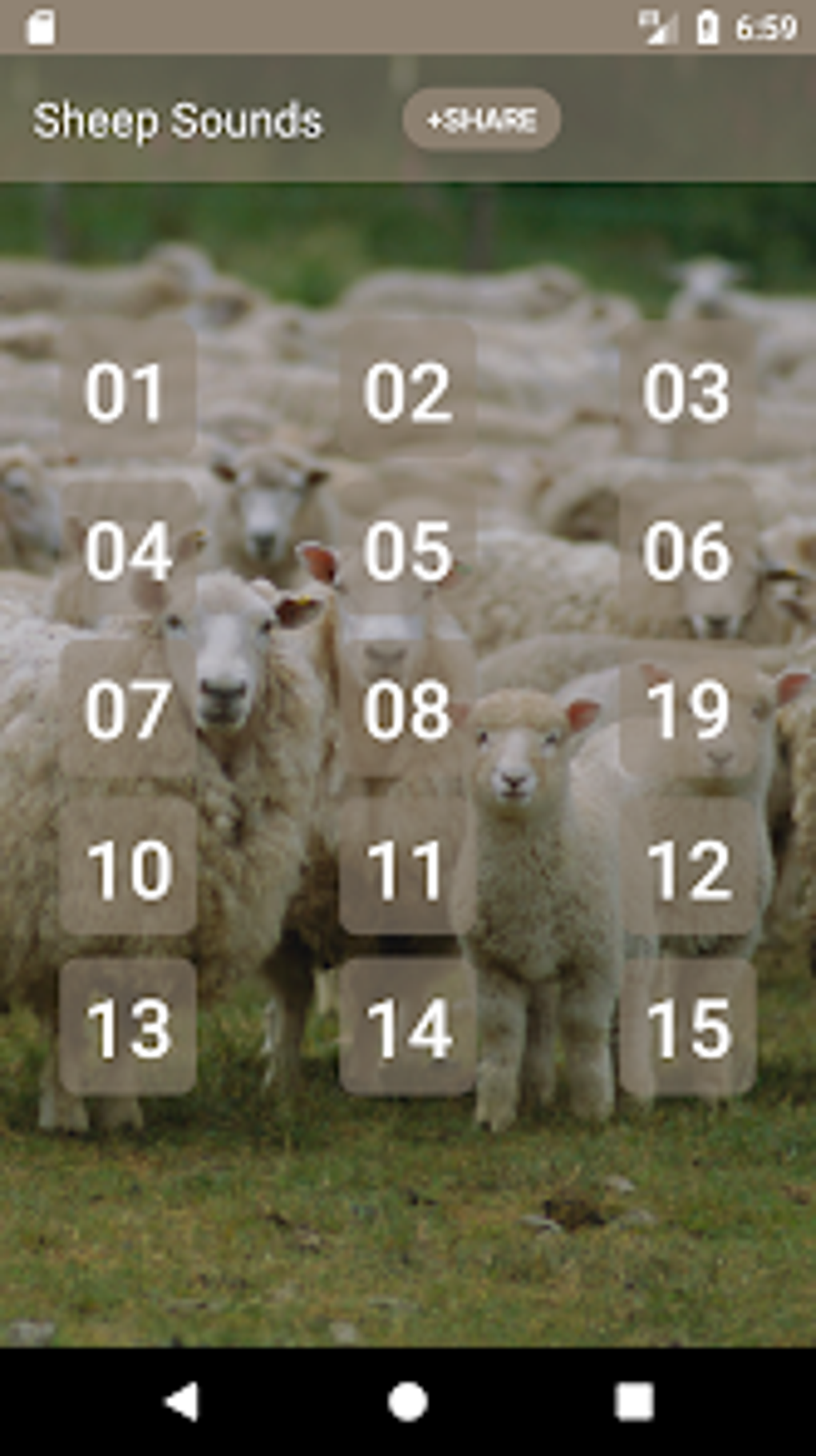Sheep Sounds pour Android - Télécharger
