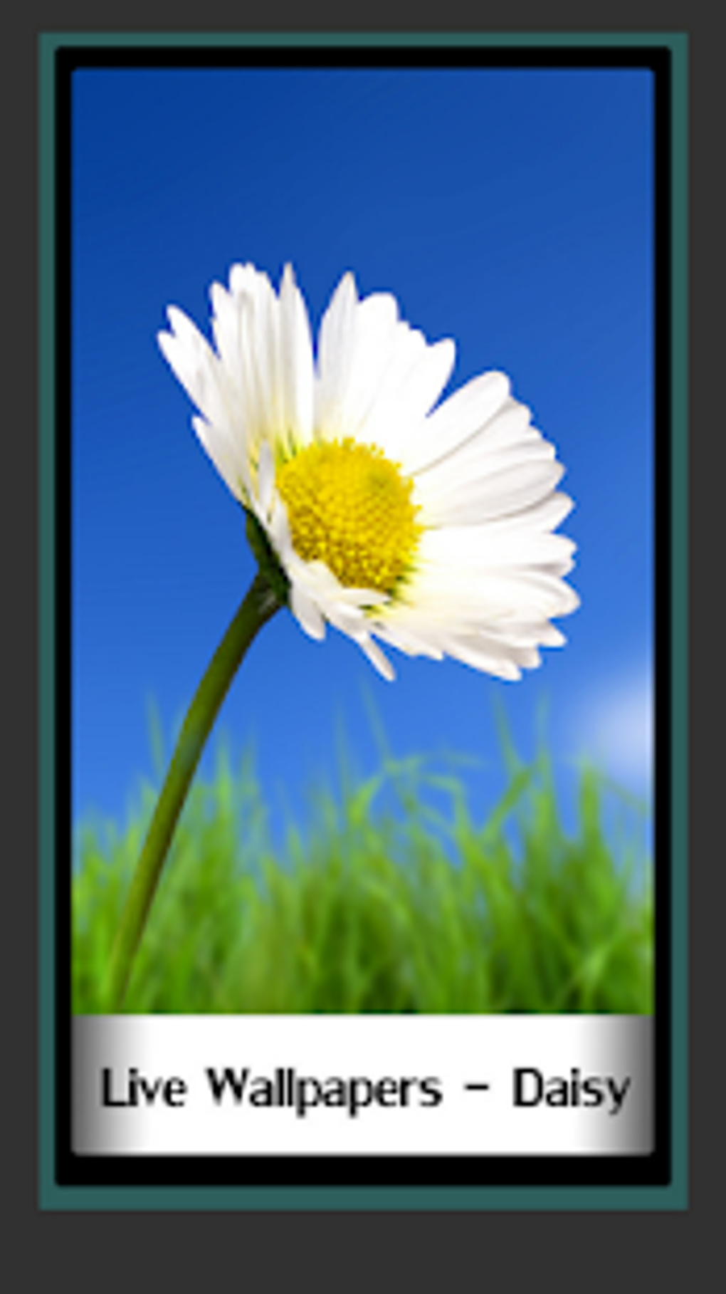 Live Wallpapers Daisy APK pour Android - Télécharger