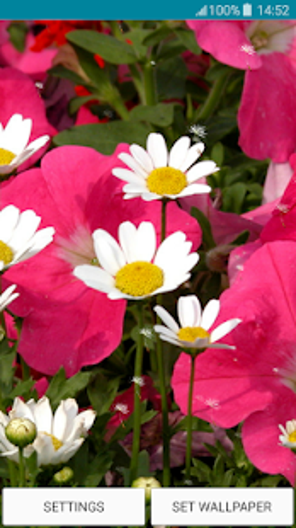 Live Wallpapers Daisy APK pour Android - Télécharger