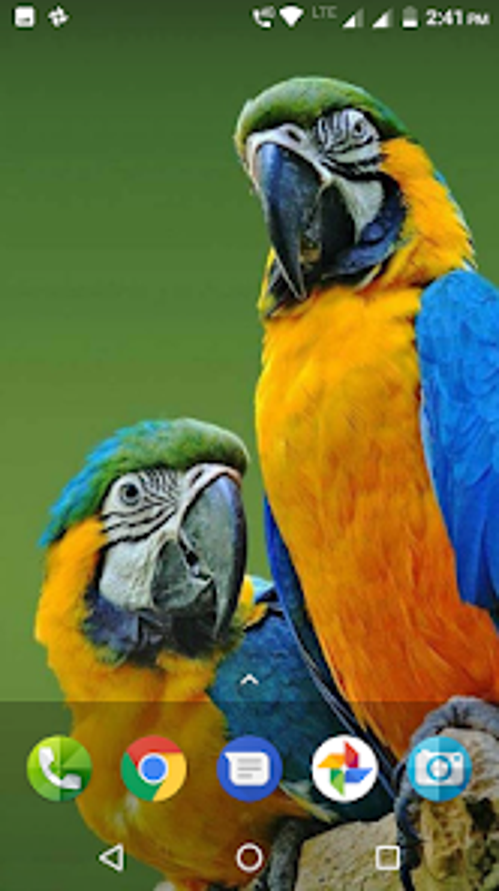 Macaw Wallpaper pour Android - Télécharger