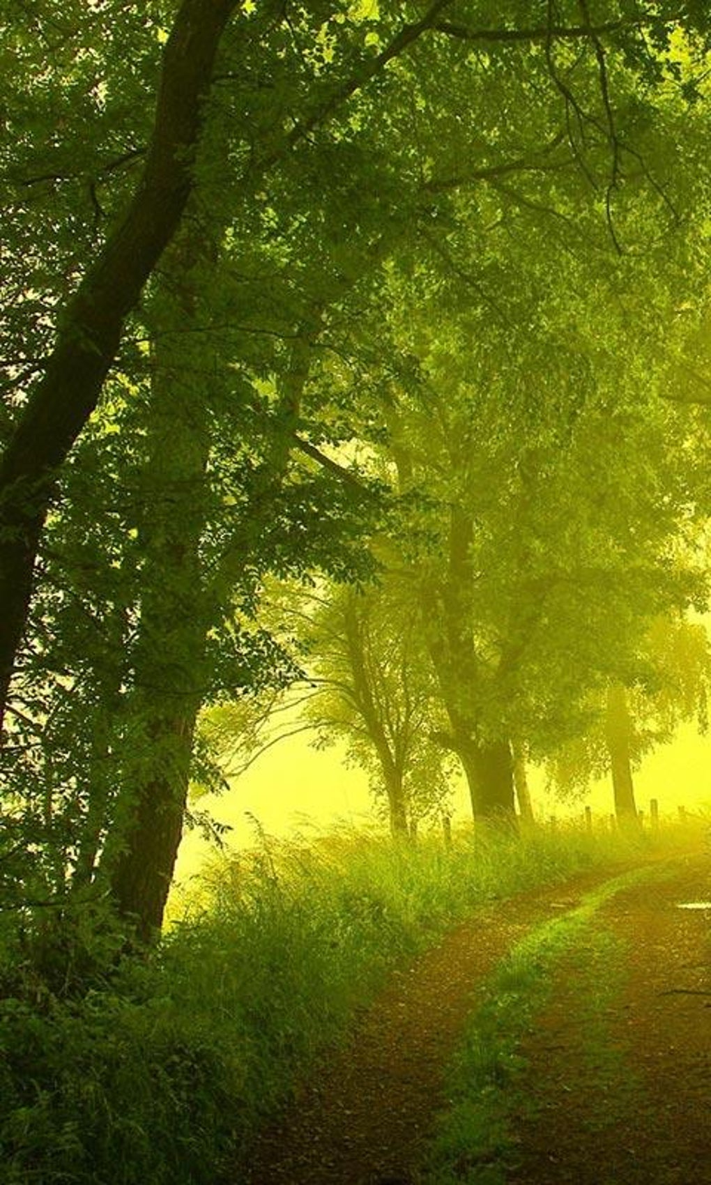 Forest Live Wallpaper APK for Android - Download