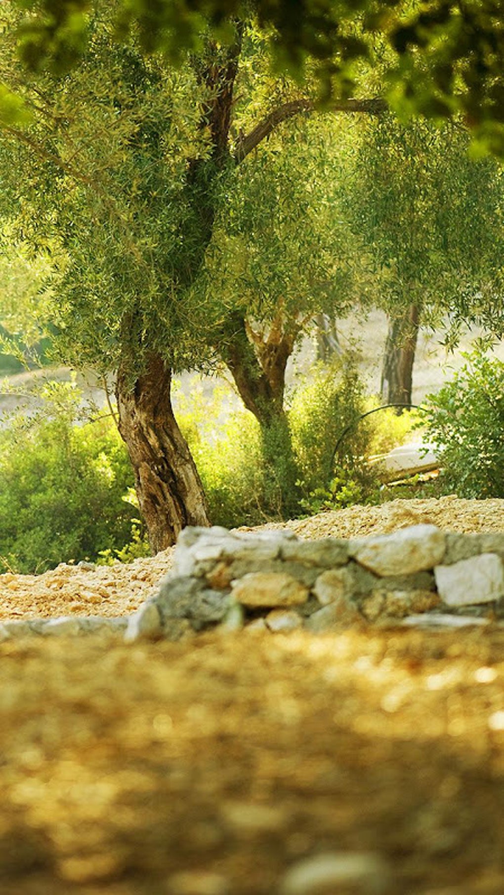 Forest Live Wallpaper APK for Android - Download