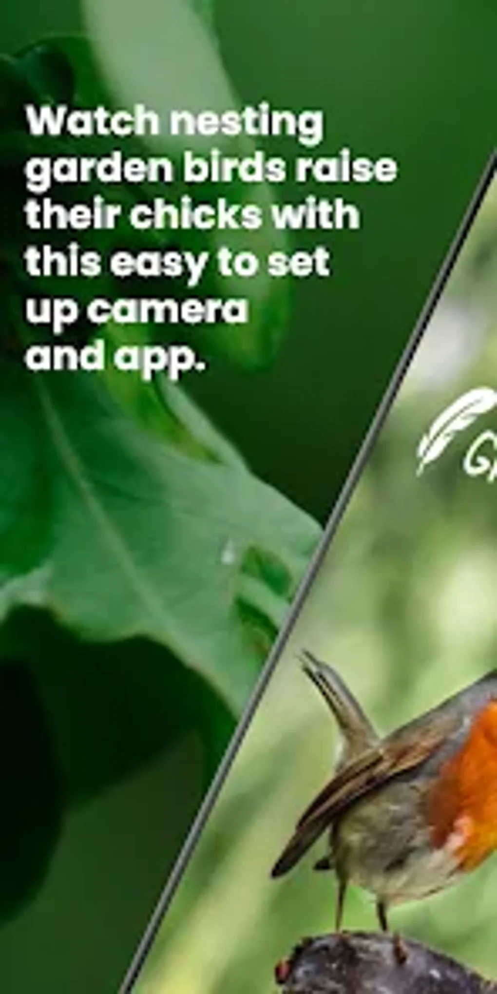 Green Feathers for Android - Download