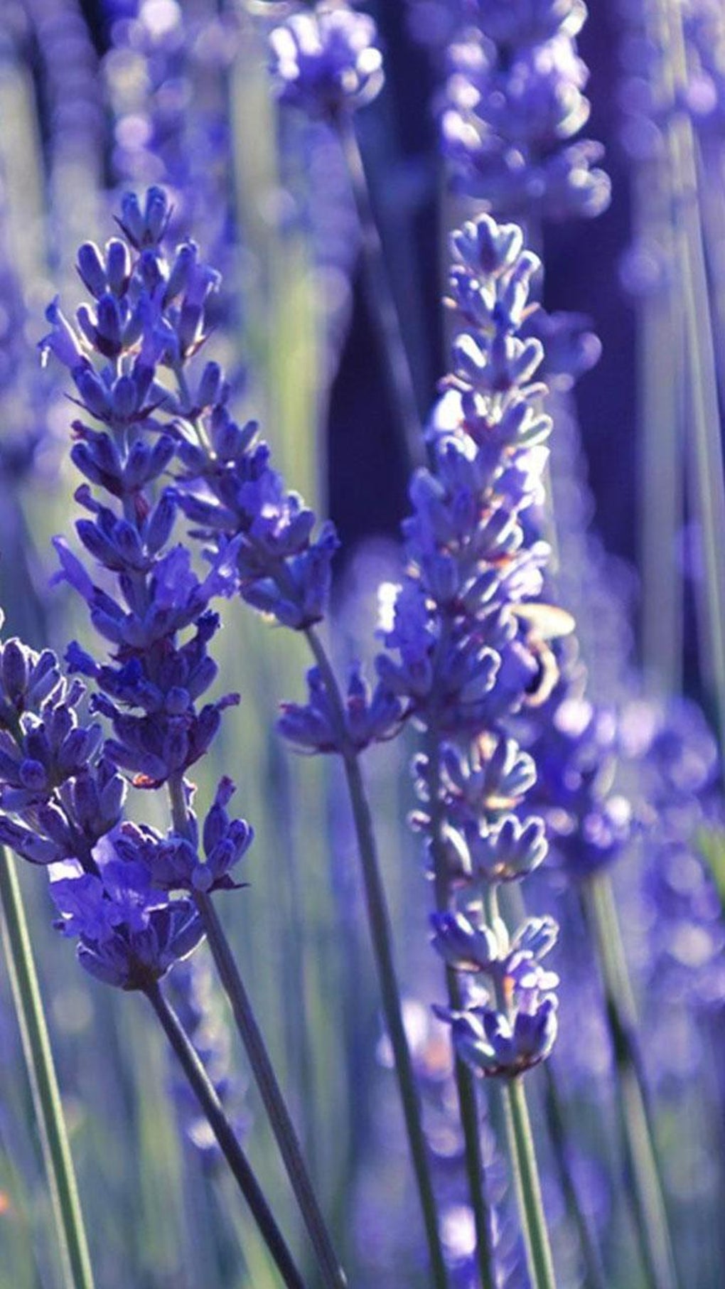 Lavender Live Wallpaper for Android - Download