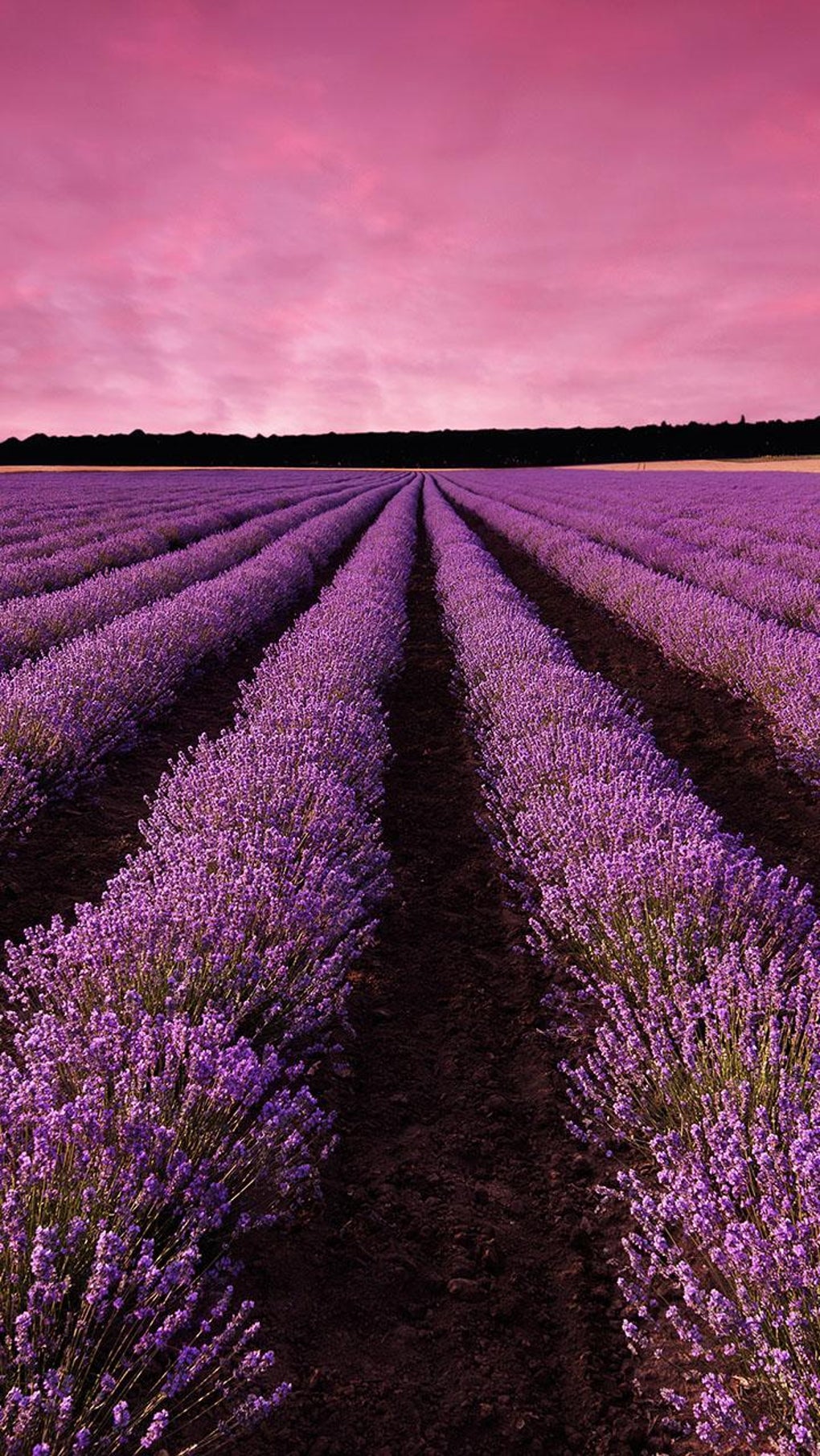 Lavender Live Wallpaper for Android - Download