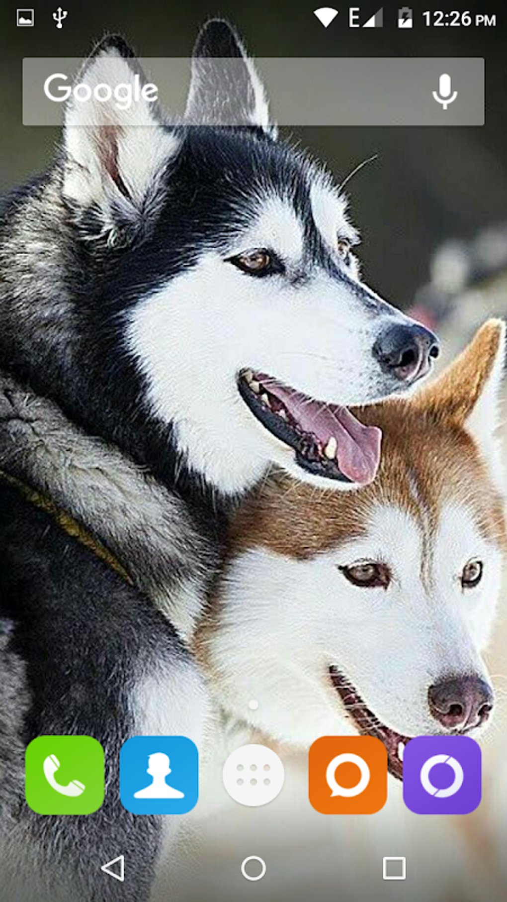 Siberian Husky Dog Wallpapers APK for Android - Download