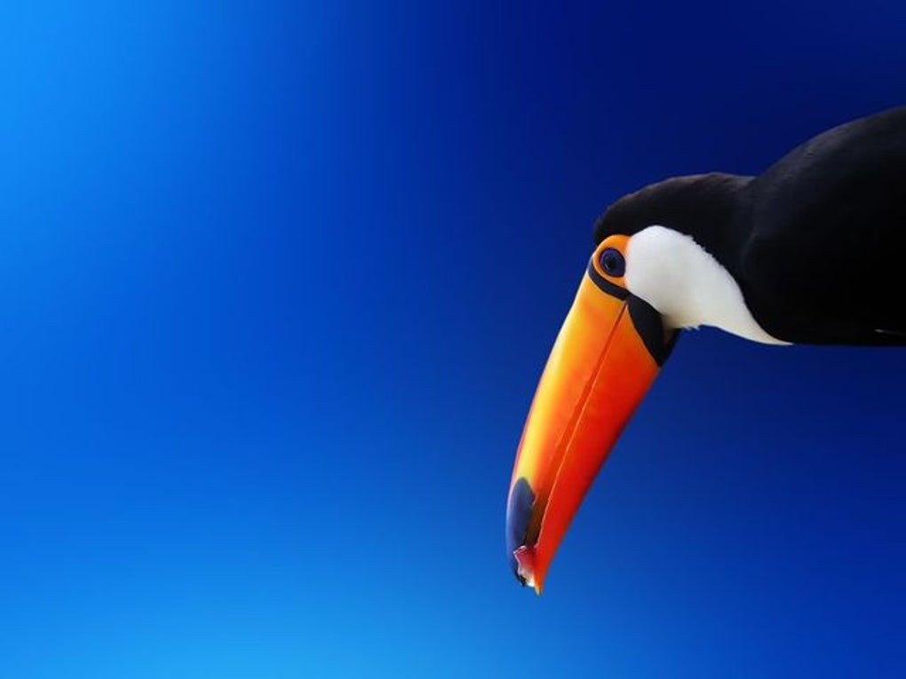 Bright Birds Free Screensaver - Descargar