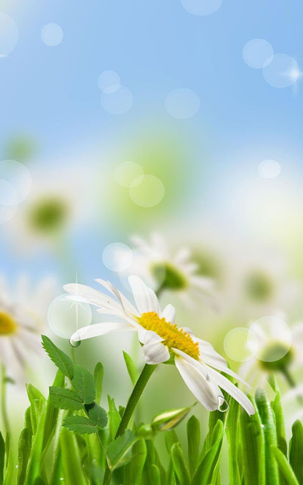 Flower Spring Live Wallpaper APK for Android - Download