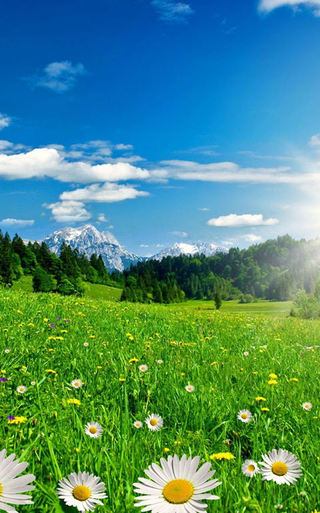 Flower Spring Live Wallpaper APK for Android - Download